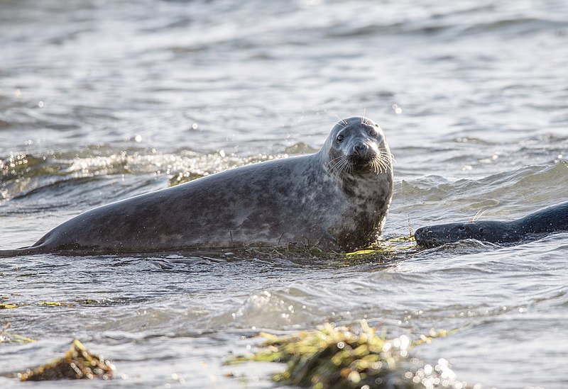 Seal World